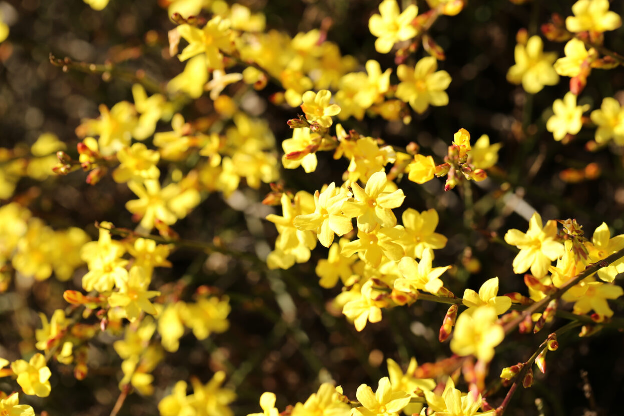 Winterblumen für den Balkon: Die 15 schönsten Arten