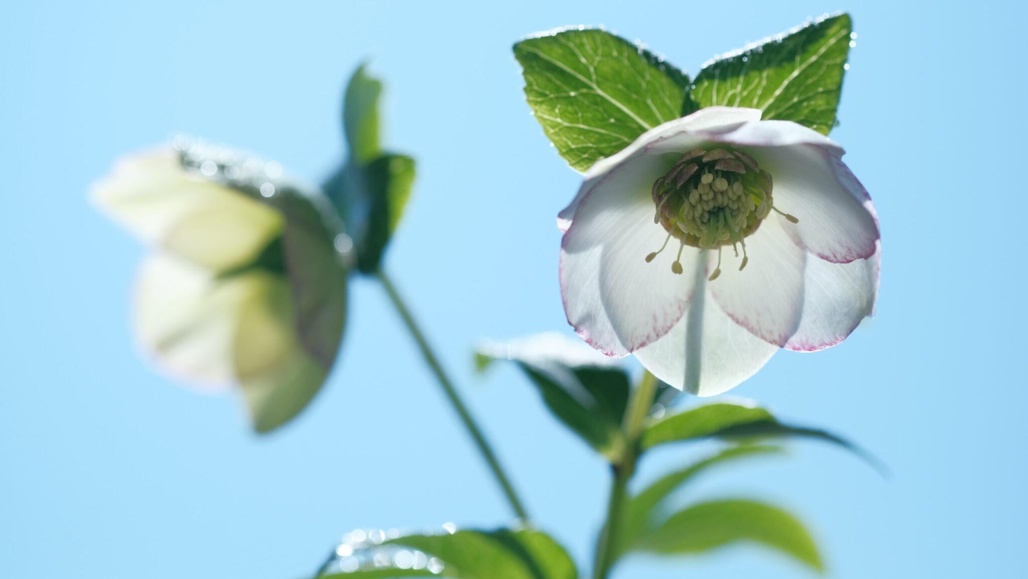 Winterblumen für den Balkon: Die 15 schönsten Arten