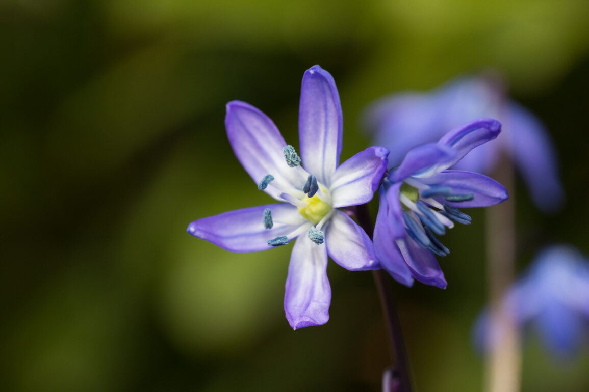 Winterblumen für den Balkon: Die 15 schönsten Arten