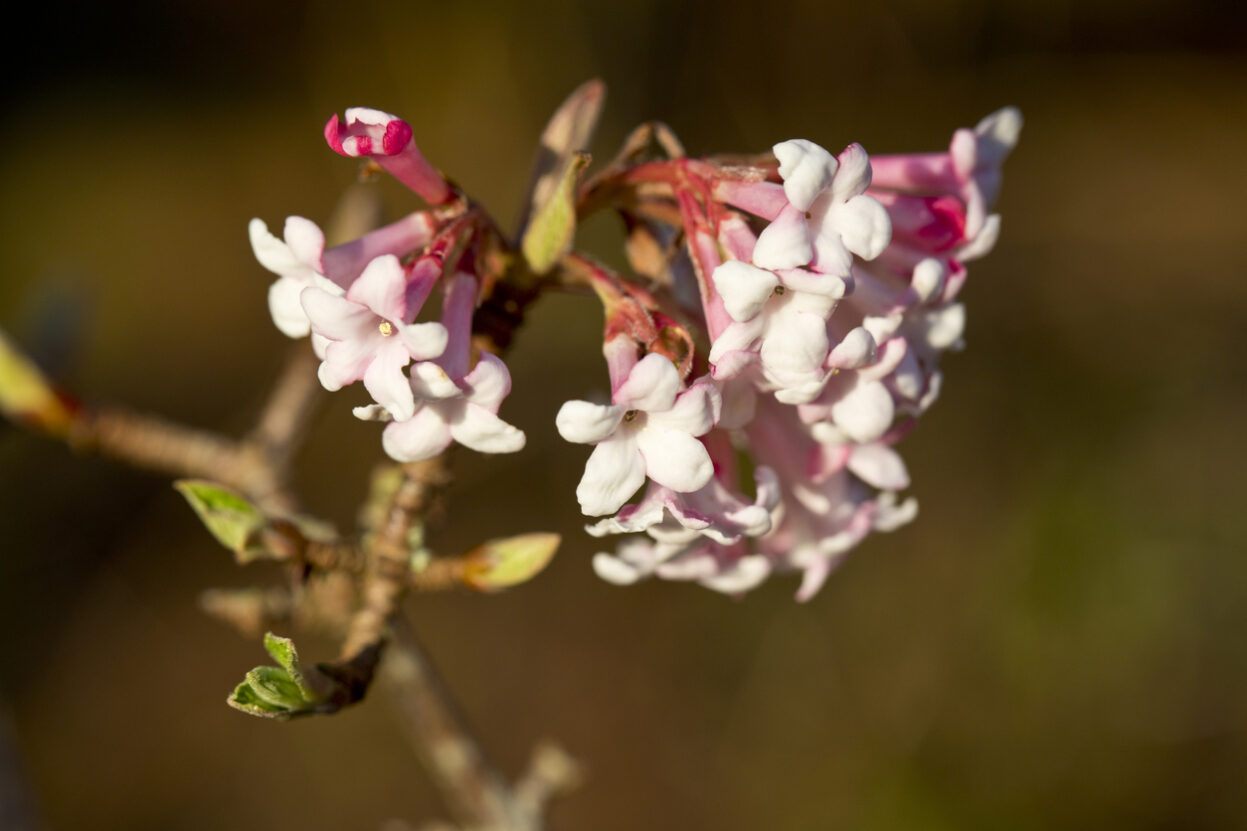 Winterblumen für den Balkon: Die 15 schönsten Arten