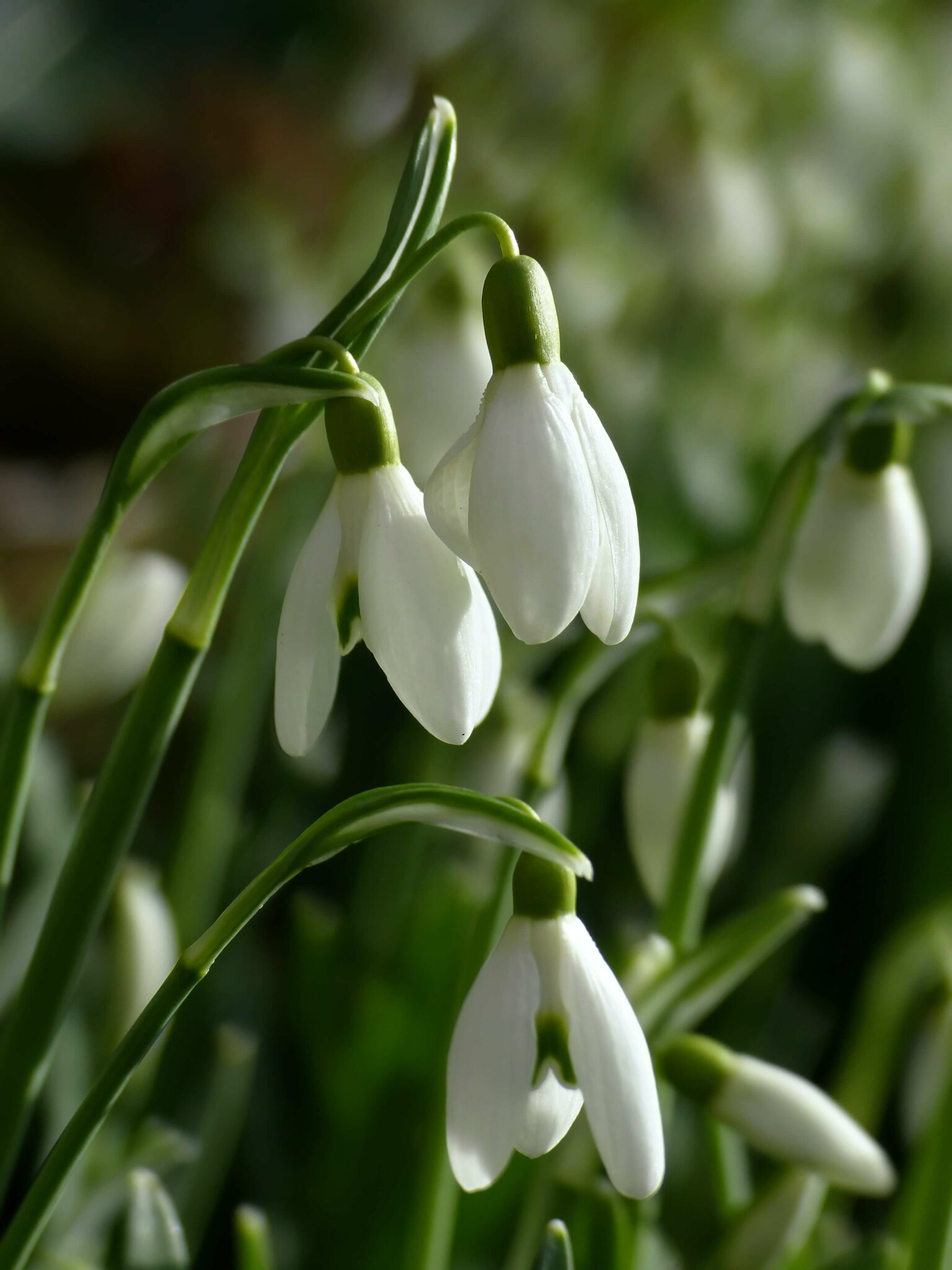 Winterblumen für den Balkon: Die 15 schönsten Arten
