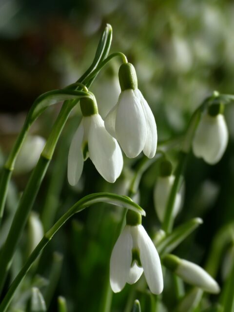 Winterblumen für den Balkon: Die 15 schönsten Arten | VOIIA.de