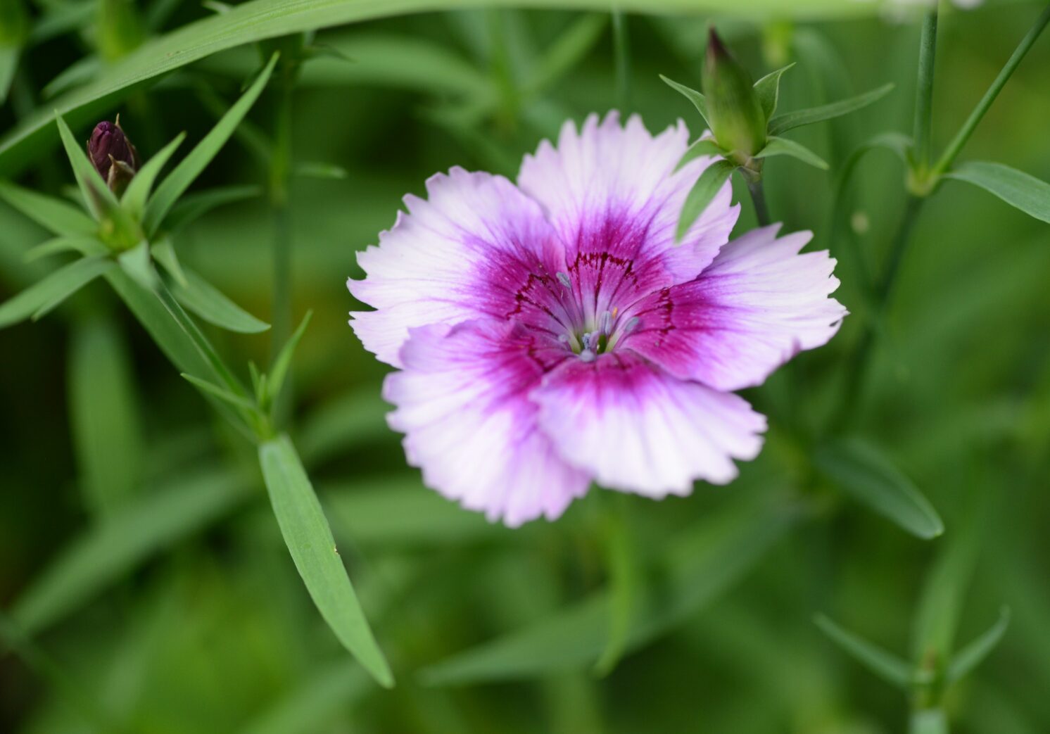 Winterblumen für den Balkon: Die 15 schönsten Arten
