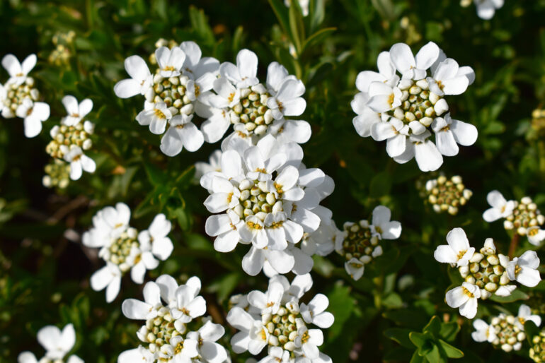 Winterblumen für den Balkon: Die 15 schönsten Arten