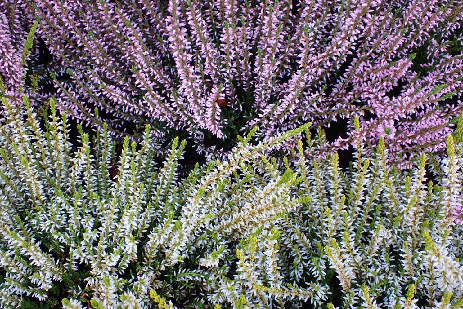 Winterblumen für den Balkon: Die 15 schönsten Arten