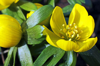 Winterblumen für den Balkon: Die 15 schönsten Arten