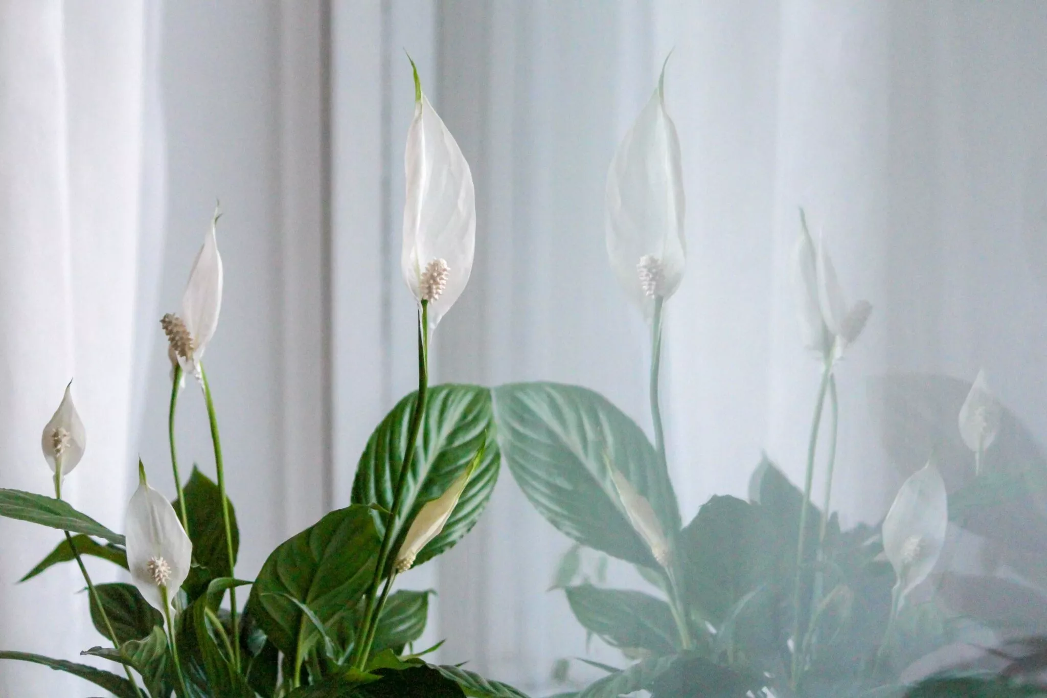 Zimmerpflanzen mit weißen Blüten: 15 Lieblinge