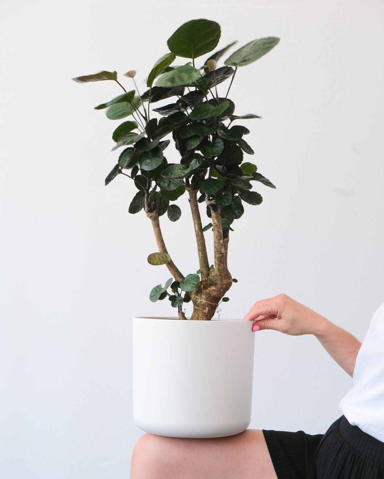 Grüne Zimmerpflanzen: Unsere 10 Favoriten